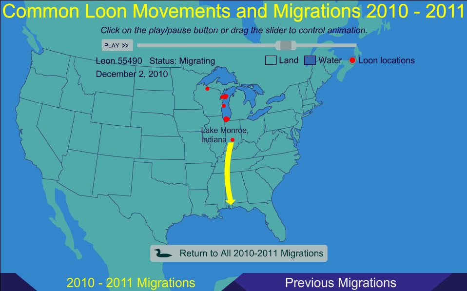 TYWKIWDBI ("Tai-Wiki-Widbee"): Tracking the migration of the common loon