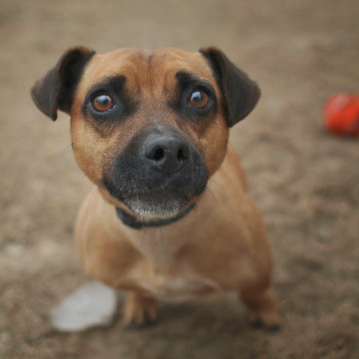 Audi - Jack Russell Terrier Pug mix