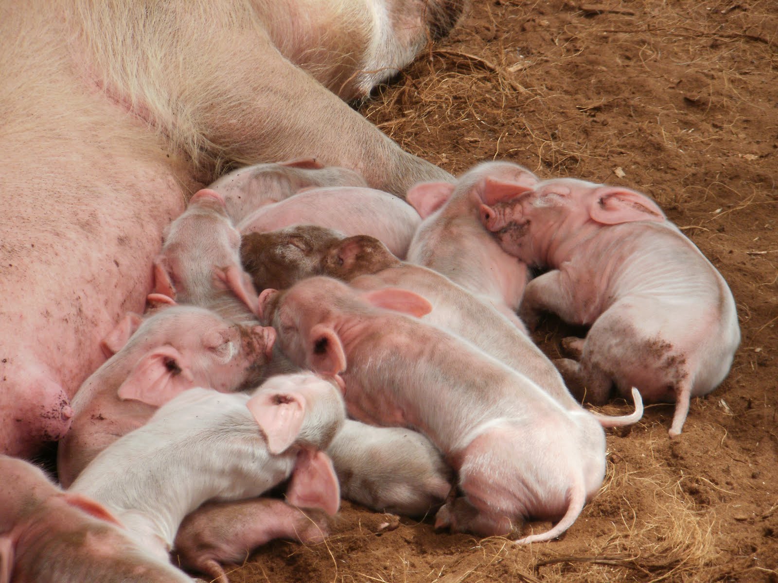 Hubbell's Hog Heaven: First Litter!