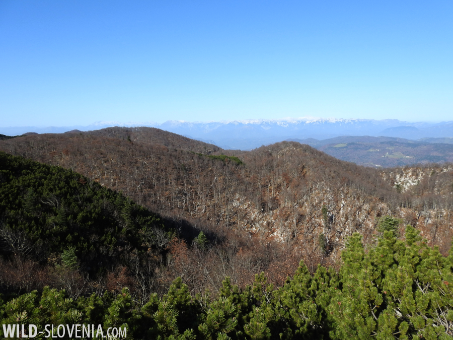 Carniolicum - Wildlife & Biodiversity in Slovenia: Veliki Golak with ...