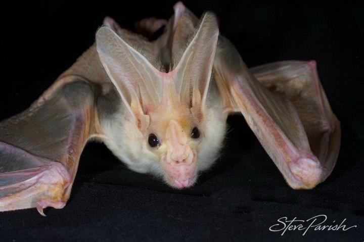 Bat Books | 2012 IS THE YEAR OF THE BAT - Steve Parish