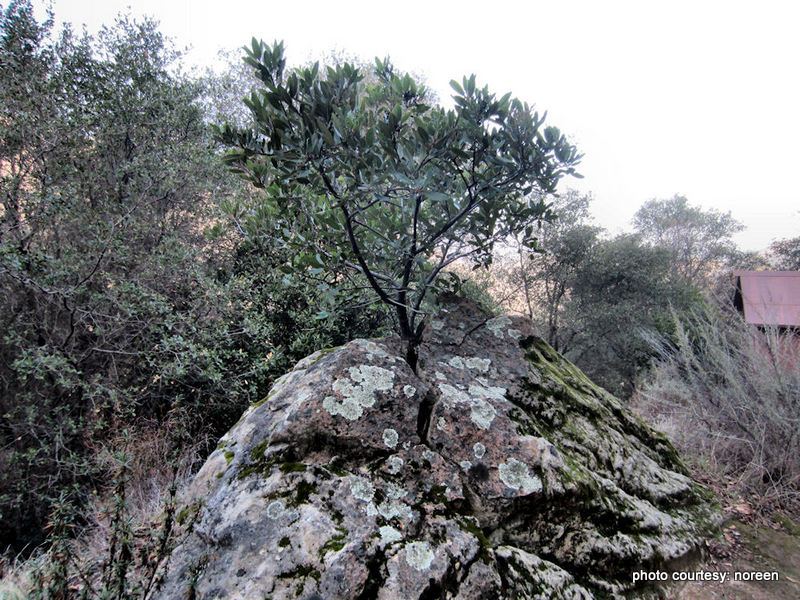 wild women walking: black diamond mines: chaparral/carbondale trails