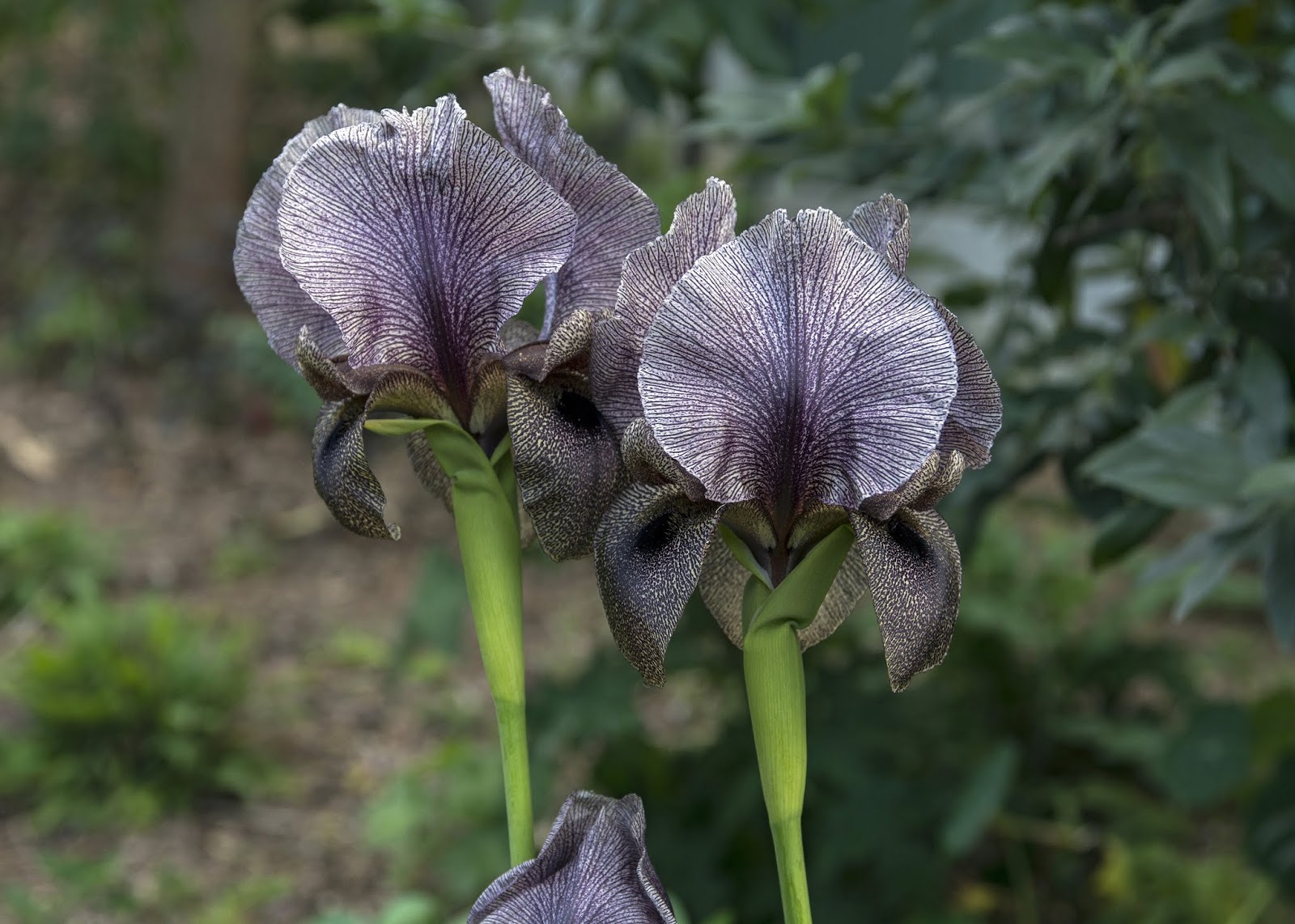 Alpine Garden Society Victorian Group: Aril Iris.