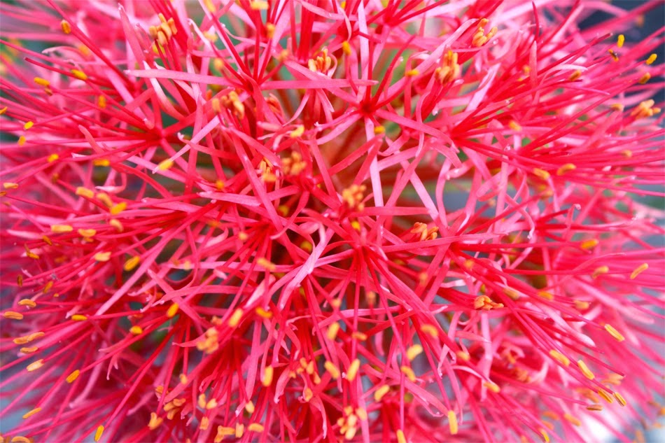 Paling Populer 26+ Gambar Tanaman Bunga Desember - Gambar Bunga Indah