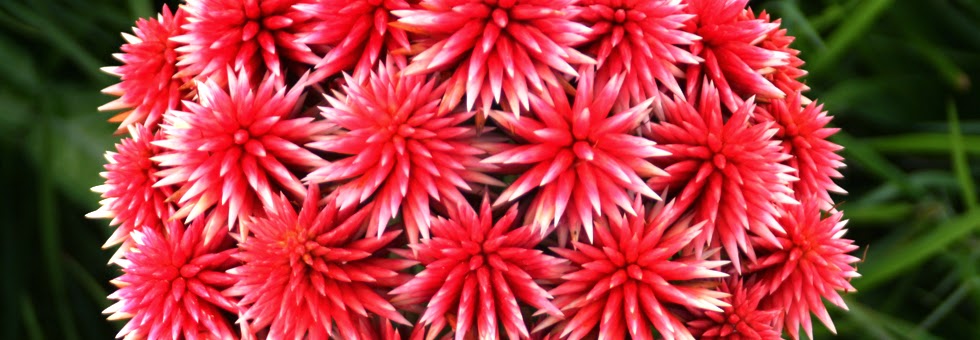 Blogs SENA Guainia: En el Guainía la princesa de las flores pide ser ...