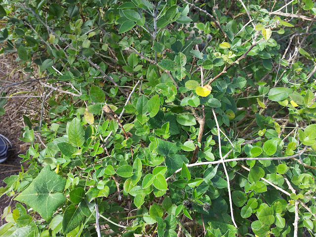 CURIOSEANDO POR TENERIFE: Album Botánico Casero de la flora silvestre ...