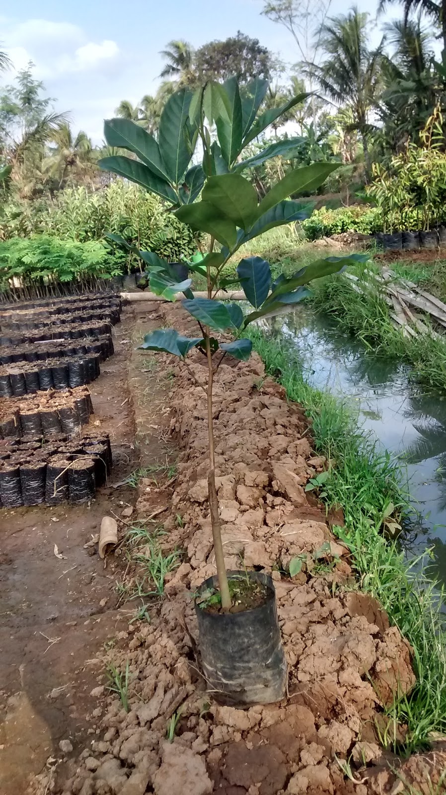 Jual bibit Tanaman Murah: Jual Bibit Tanaman Buah Rambutan Binjai Harga ... Jual bibit Tanaman Murah: Jual Bibit Tanaman Buah Rambutan Binjai Harga ...