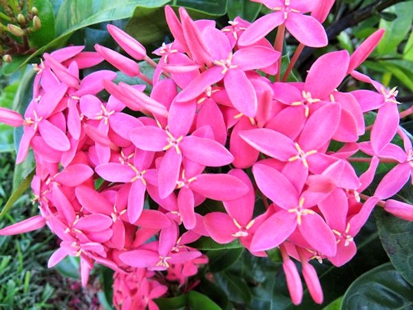 A GUIDE TO NORTHEASTERN GARDENING: The Gardens of Aruba: A Look Beyond ...