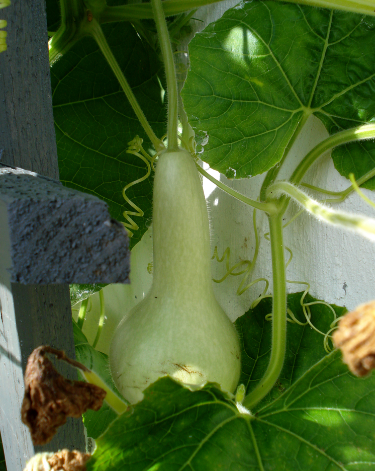 Bull-Sveen's hageblogg: Kalebass