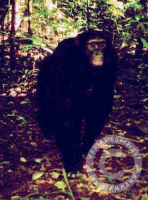 Mitos, Monstruos y Leyendas: El Koolakamba - El simio anómalo de Camerún.