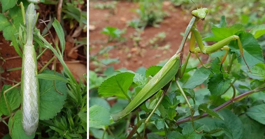 Species New to Science: [Entomology • 2020] Titanodula gen. nov. • A ...