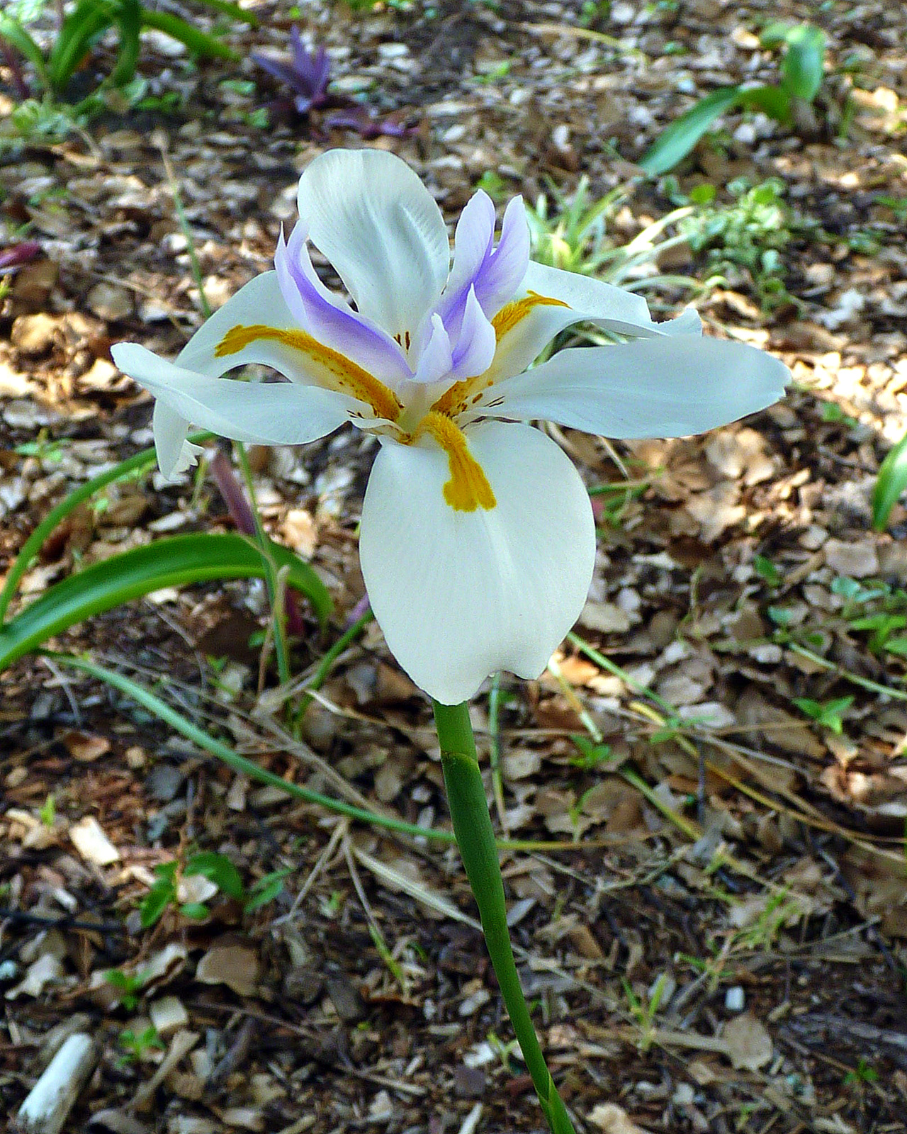 My Florida Backyard: Iris