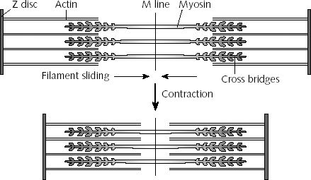 The Biological Study Of A Corpse: Rigor Mortis ( Stiffening)