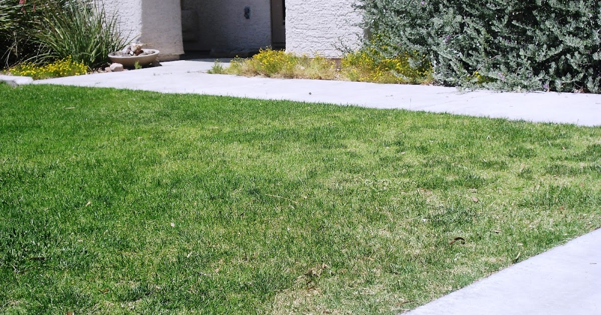 Xtremehorticulture of the Desert: Getting Rid of Annual Bluegrass or Poa