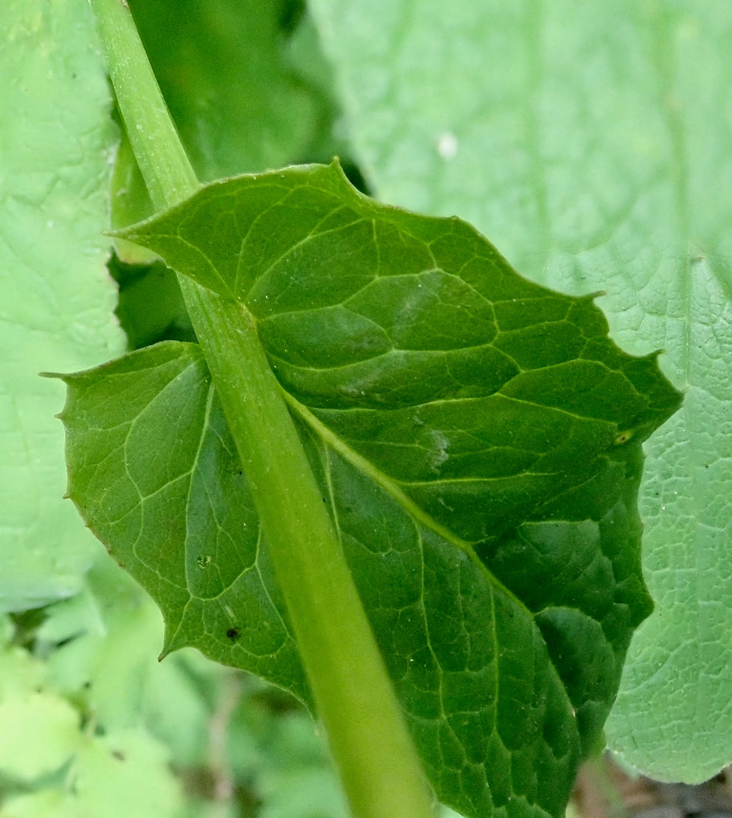 Violets and others: Crepis paludosa. Marsh Hawksbeard + Crepis lampsanoides