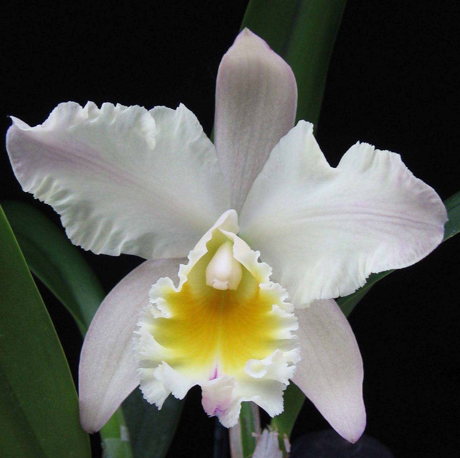 Perfume Project NW: WHITE CATTLEYA: THE CHALLENGE OF USING LEMON IN PERFUME