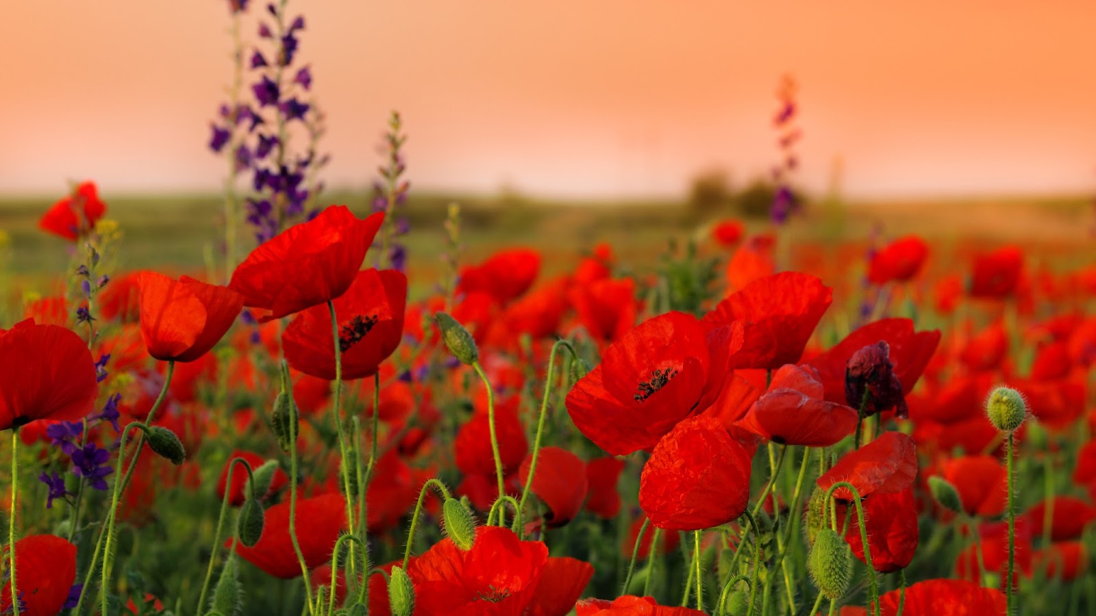 Red poppies (10 pictures)|Pictures of flowers