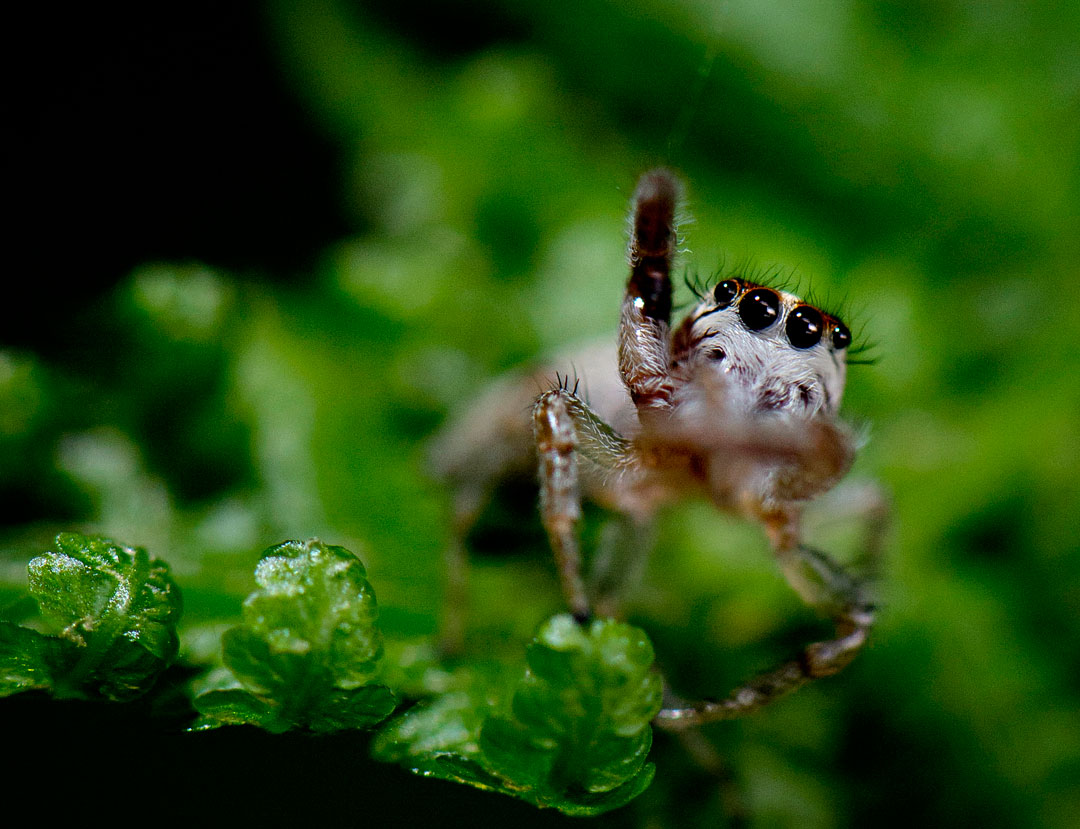 Spider Waving
