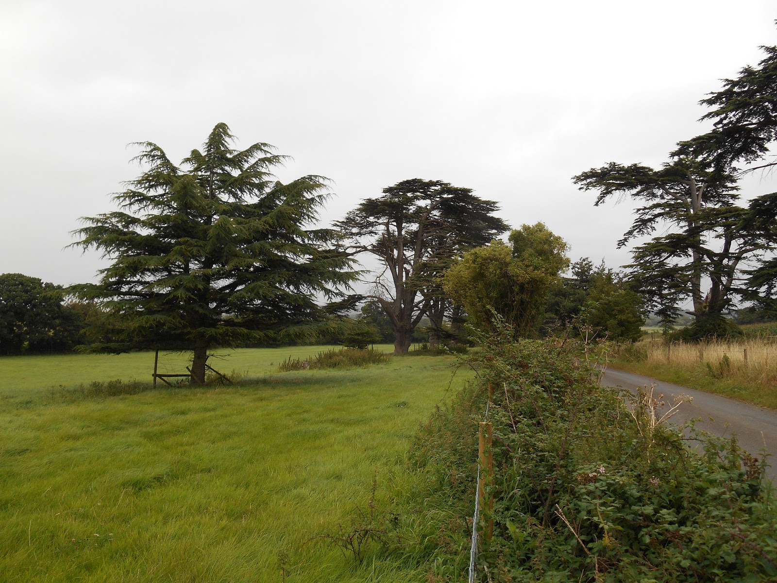 Off the Beaten Track in Somerset: Cedar Avenue, Butleigh