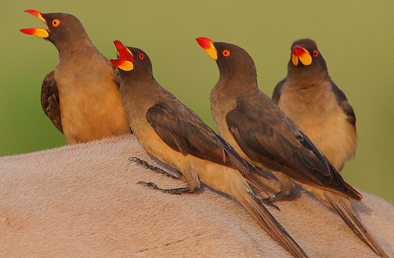 Animal A Day!: Oxpecker