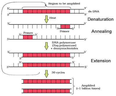 Biotechnology: Principles and Processes- Notes | Class 12 | Part 3 ...