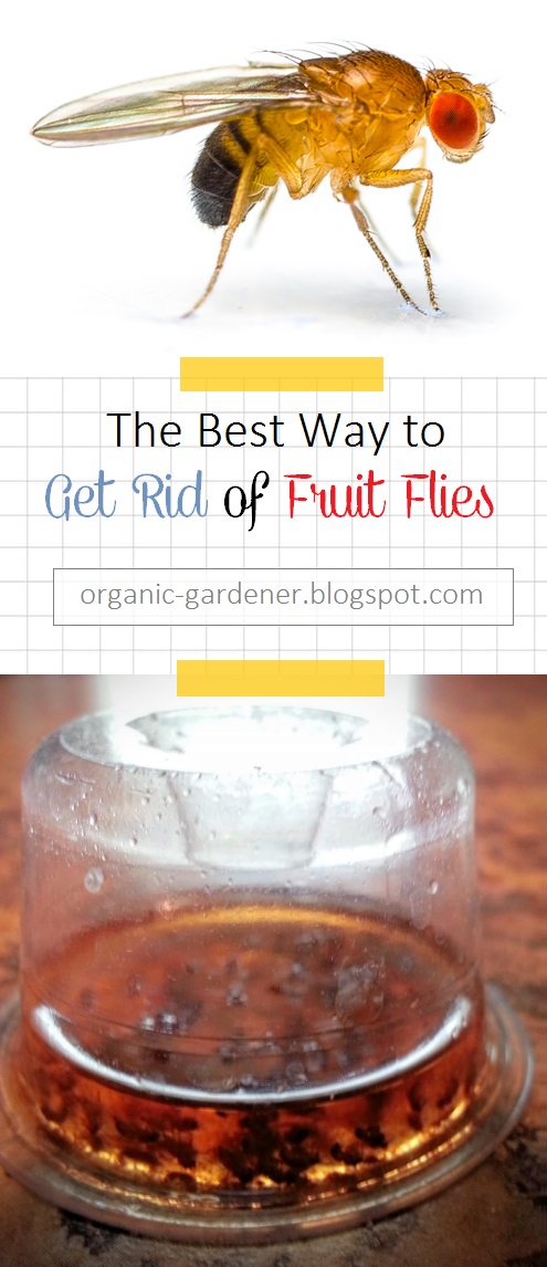 The Best Way to Get Rid of Fruit Flies - Organic Gardening