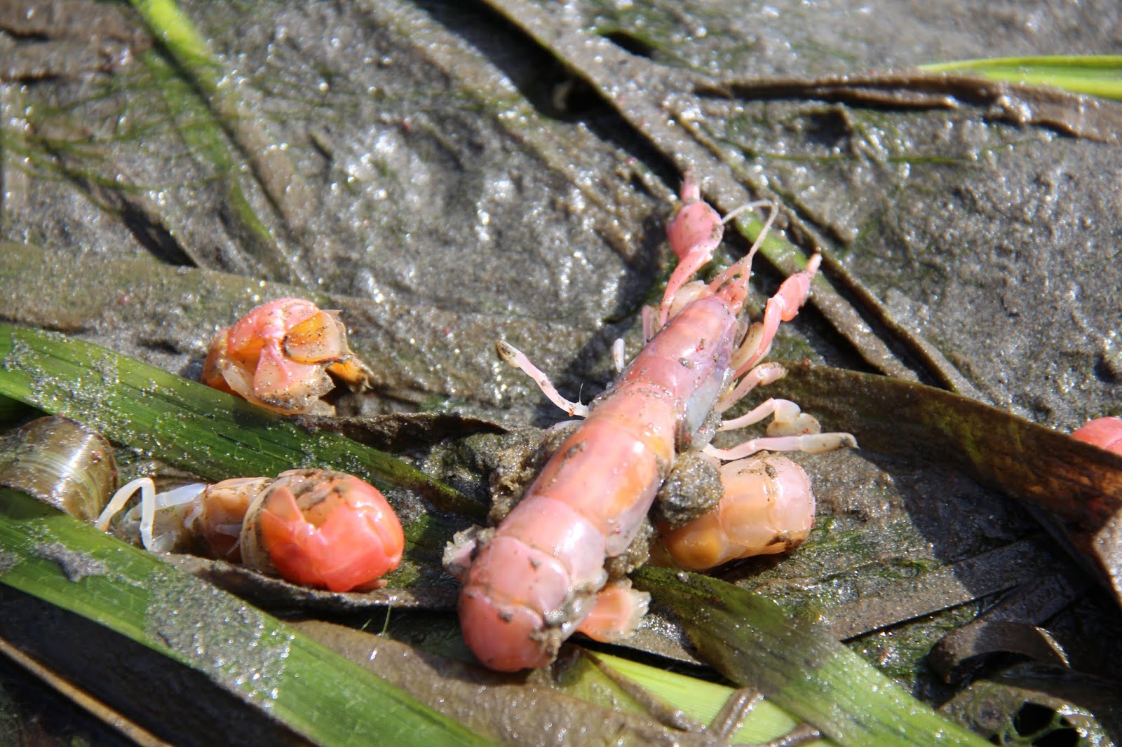 WSDA AgBriefs: Oysters, eelgrass and burrowing shrimp