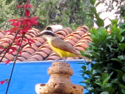 Mexico Daily Living: Chico, Bird of Paradise and Yellow Bird in my yard
