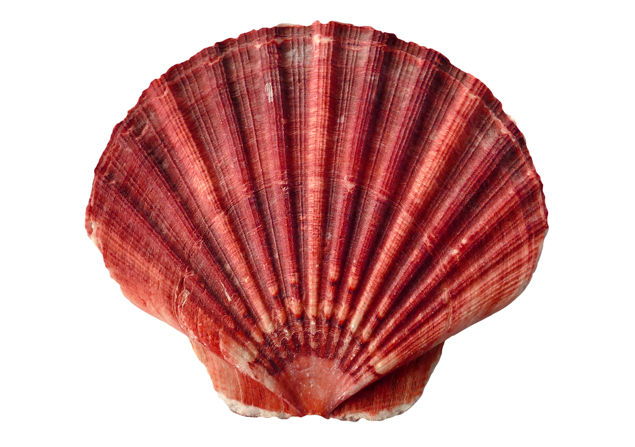 Literary Hoots: Flannel Friday: Seashells!