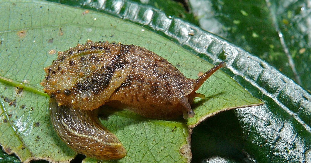 Real Monstrosities: Semi-slug