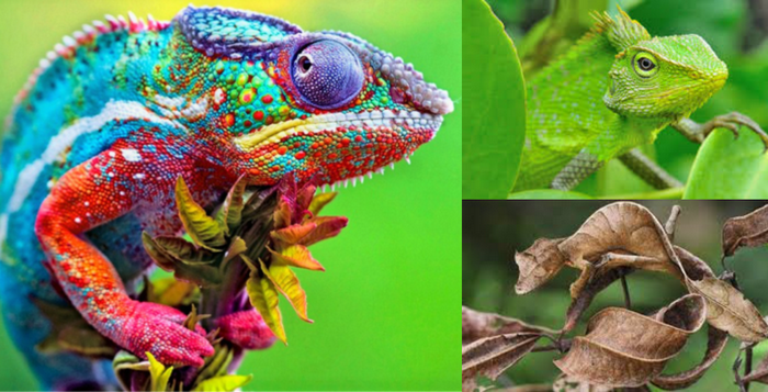 Pengertian Adaptasi Adalah : Tujuan dan Macam-Macam Adaptasi ...