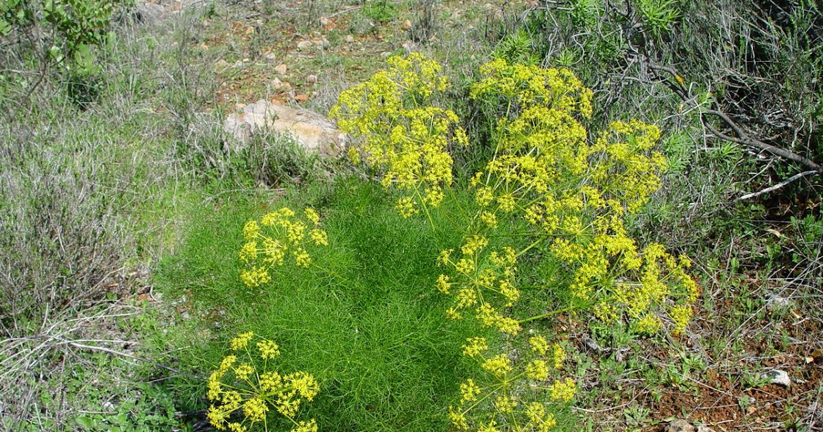TREATMENT ADAS (Foeniculum vulgare Mill.) ~ TRADITIONAL JAMU HERBAL FOR ...