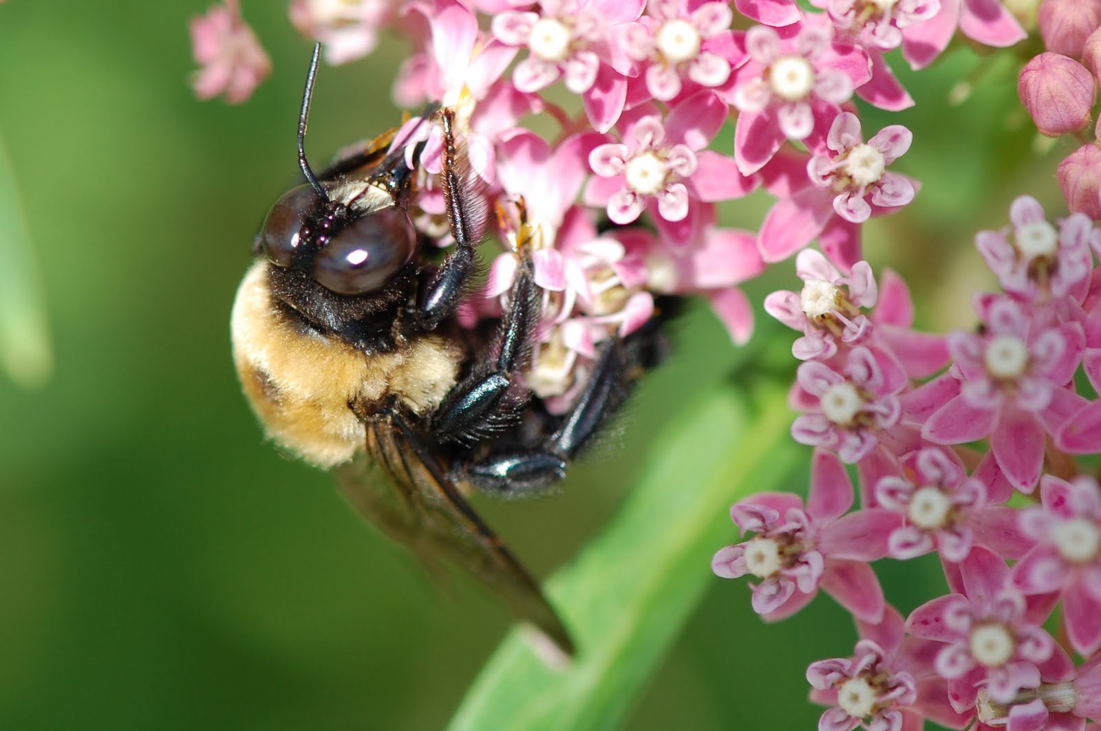 Urban Wildlife Guide: The Carpenter Bee and the Tiger Bee Fly