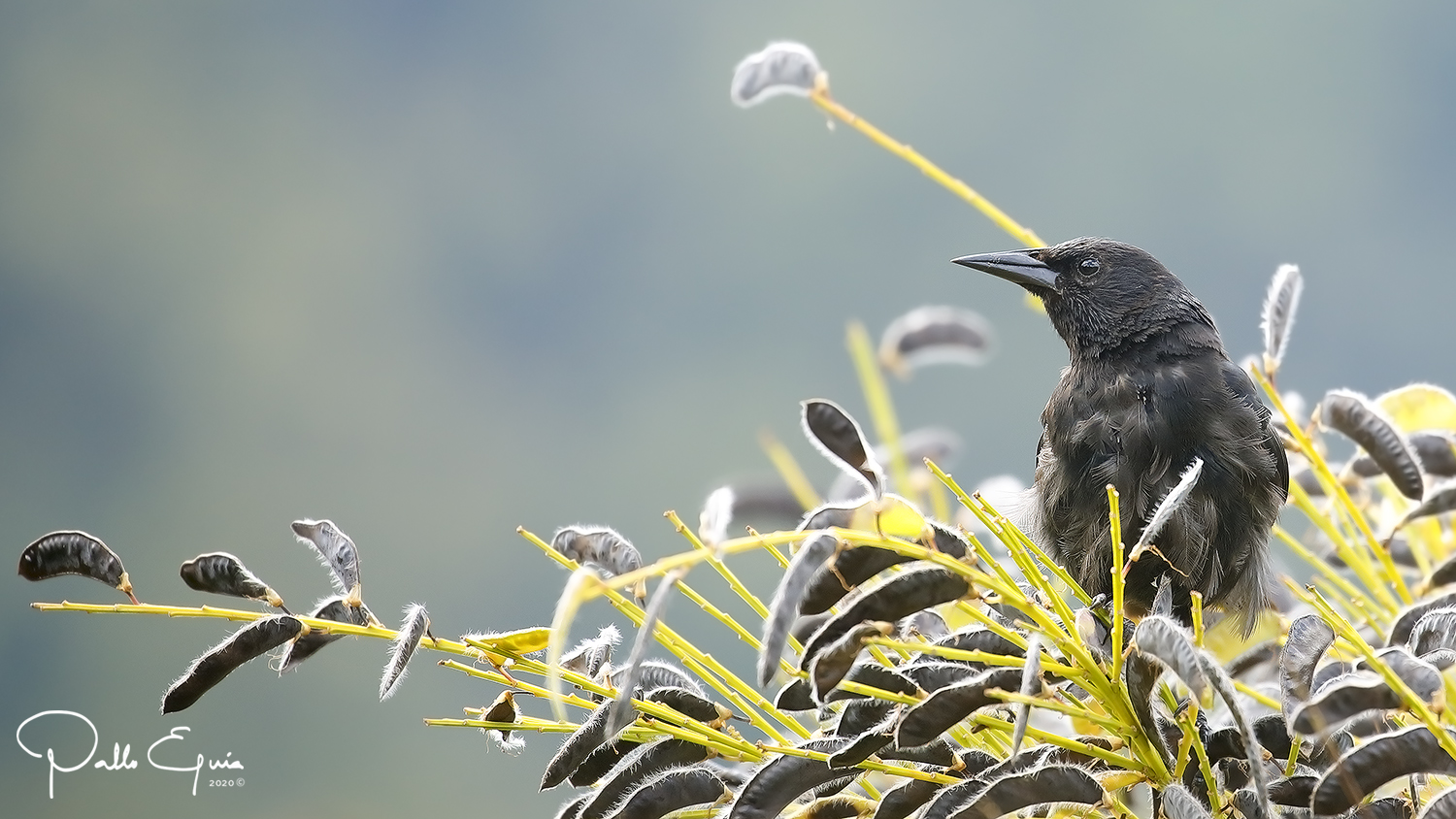 mis fotos de aves: Curaeus curaeus Tordo Patagónico Austral Blackbird