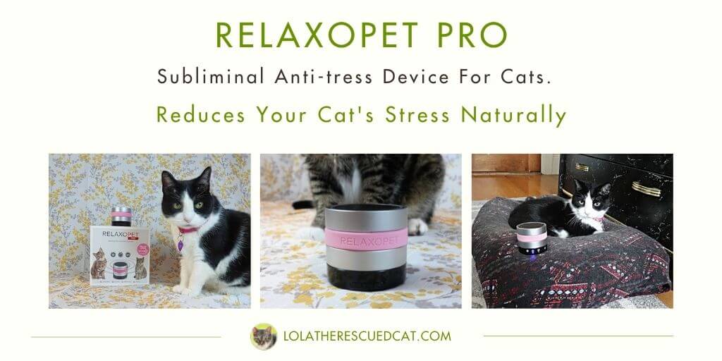 Reduce Your Cat's Stress With the RelaxoPet PRO | Lola The Rescued Cat
