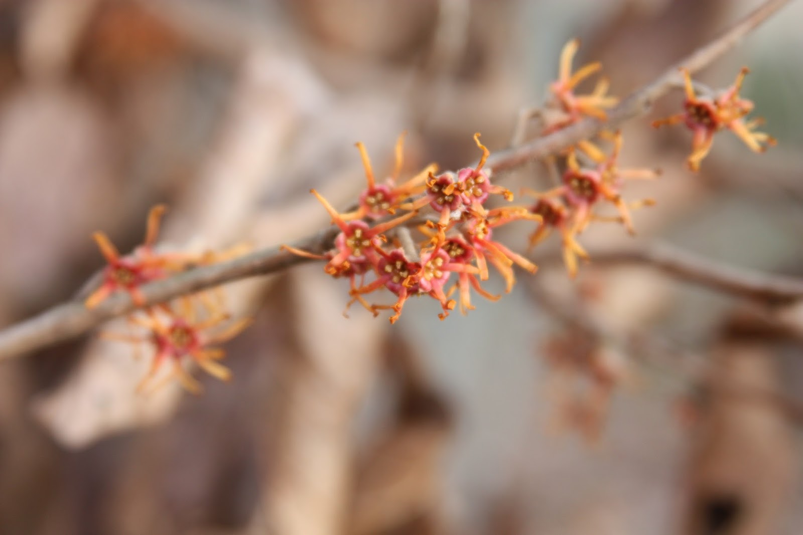 Witch Hazel and Fringeflower Blooming February