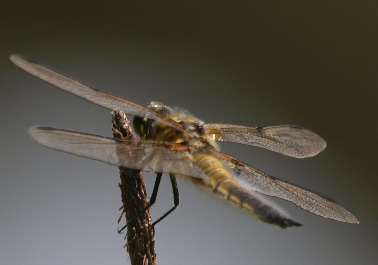 Hennie: Grote libellen en de eerste zelf gezaaide bloempjes