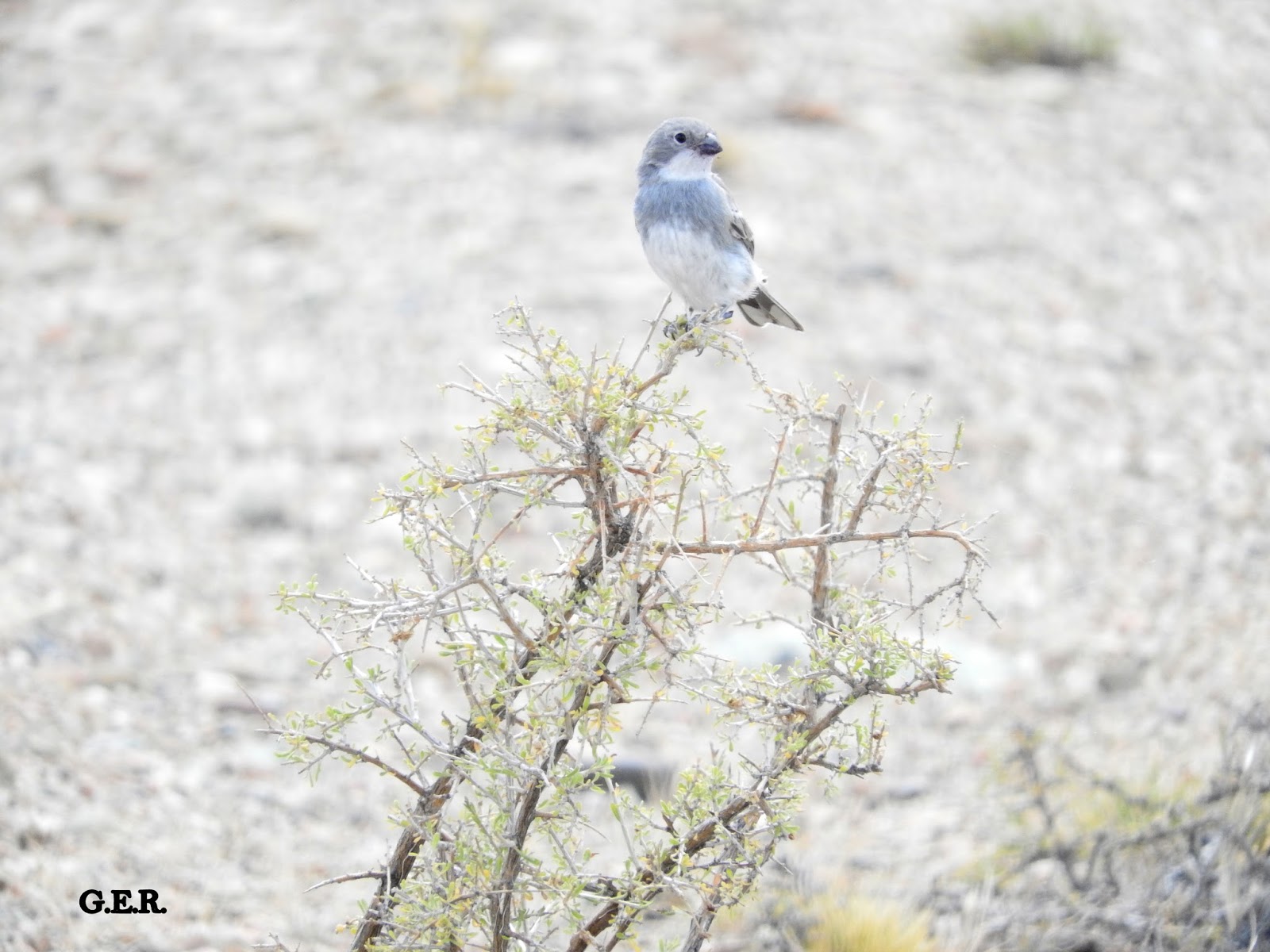 Aves del Golfo San Jorge: Diuca común (Diuca diuca)