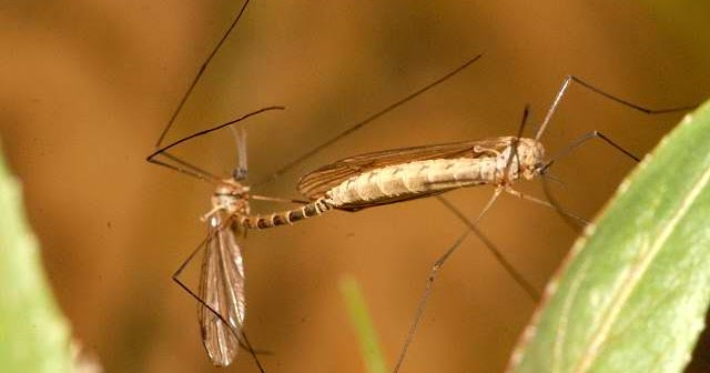 Variety of Life: Ditomyiidae