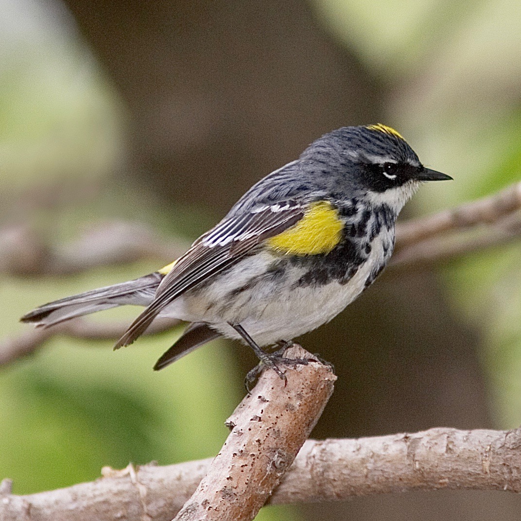 STOKES BIRDING BLOG: Birthday Birding in the Rain! Yellow-rumped Warbler