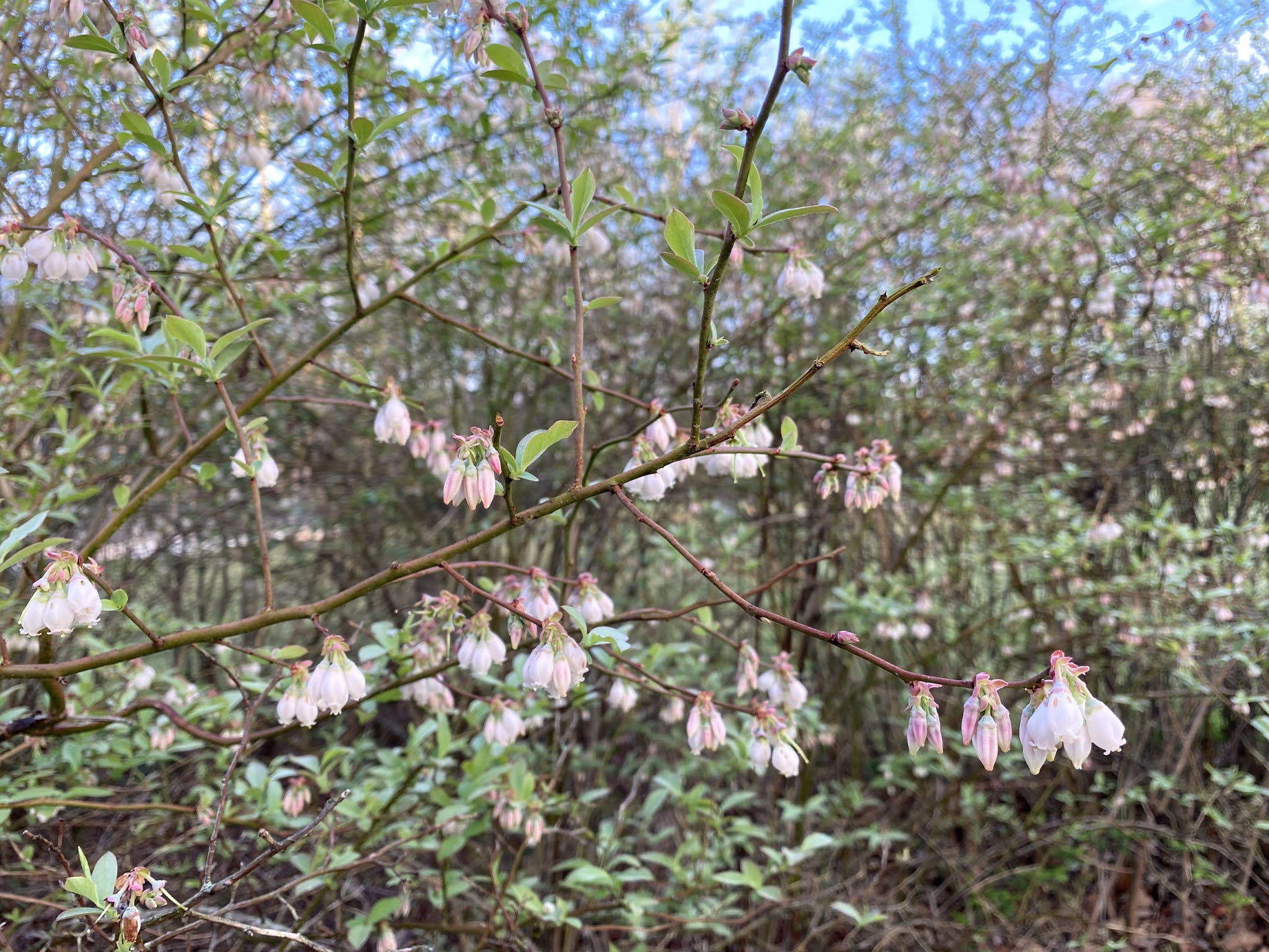 Quilted Blooms: In Bloom #15 + Blueberries