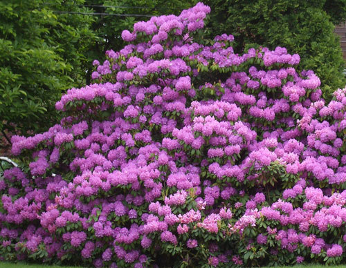 Rhododendron 'President Roosevelt'