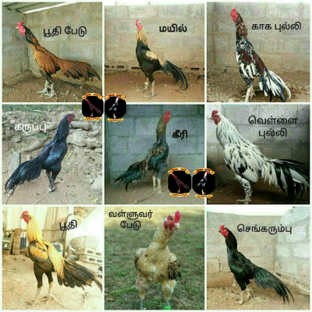 தமிழ்நாட்டின் சேவல் சண்டை, அதன் வகைகள் Tamil nadu seval sandai and it's ...