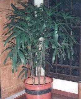 Tanaman palm waregu | palem regu | tanaman pot | tanaman untuk dalam ...