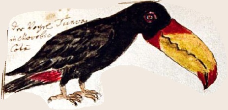 HISTORIAS ZOOLOGICAS: EL TUCÁN GRANDE (Ramphastos toco) Y SU EXTRAÑA LENGUA