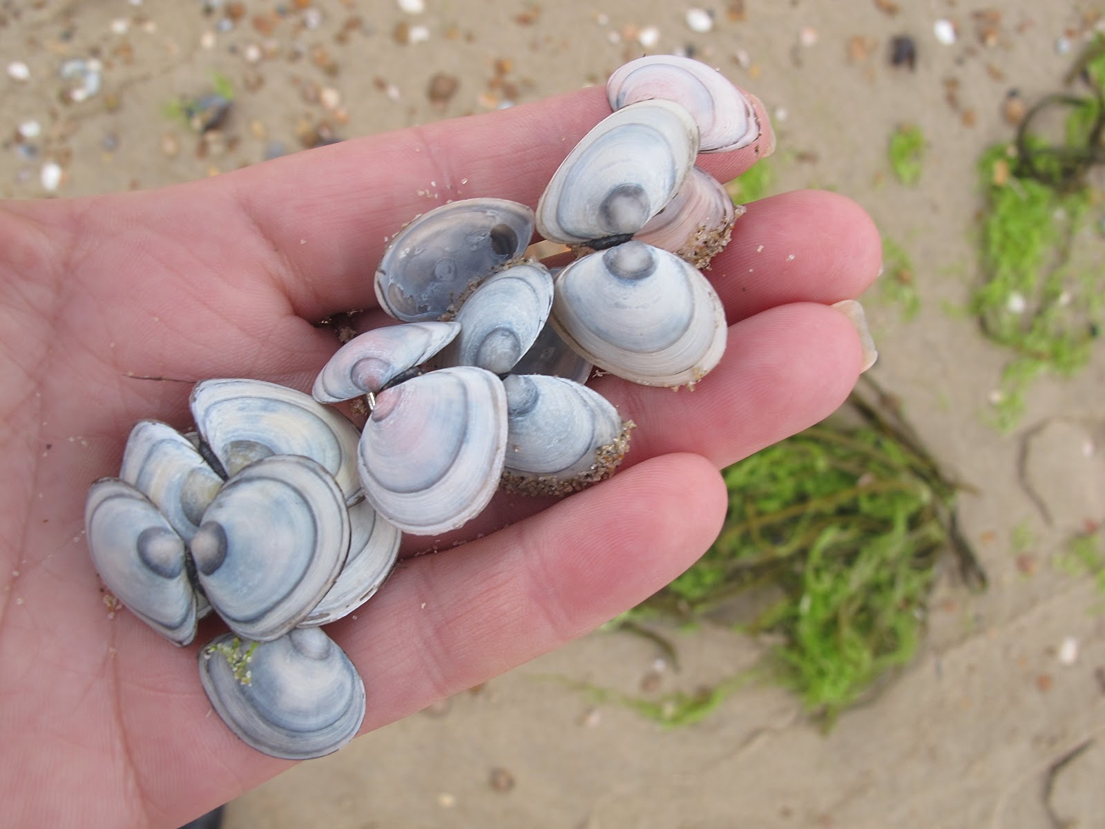 Moois van ' M(i)e': Oostende : schelpjes en meeuwkes en zo