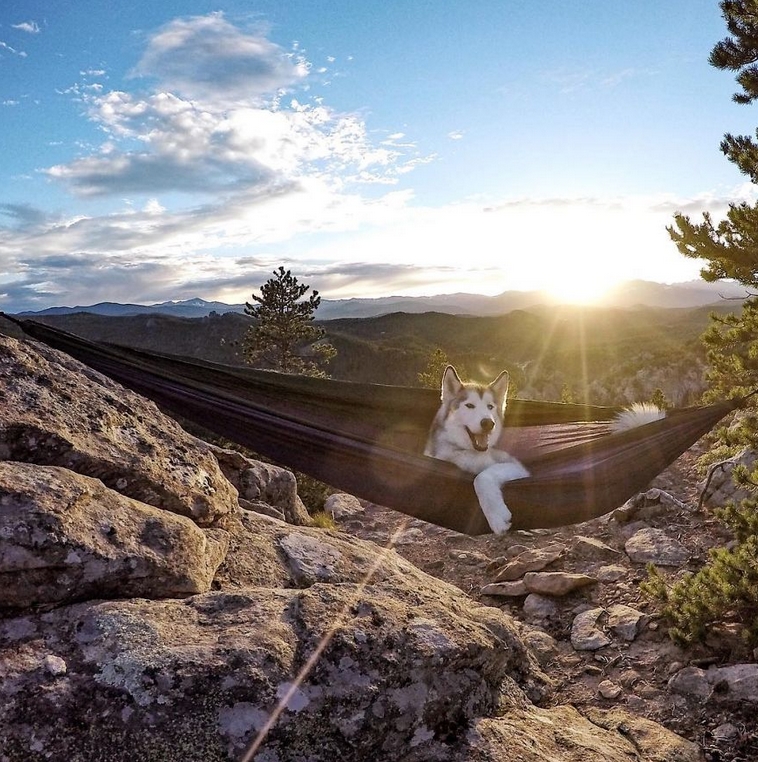 White Wolf : Meet Loki The Wolf Dog That Loves Being Wild And Free