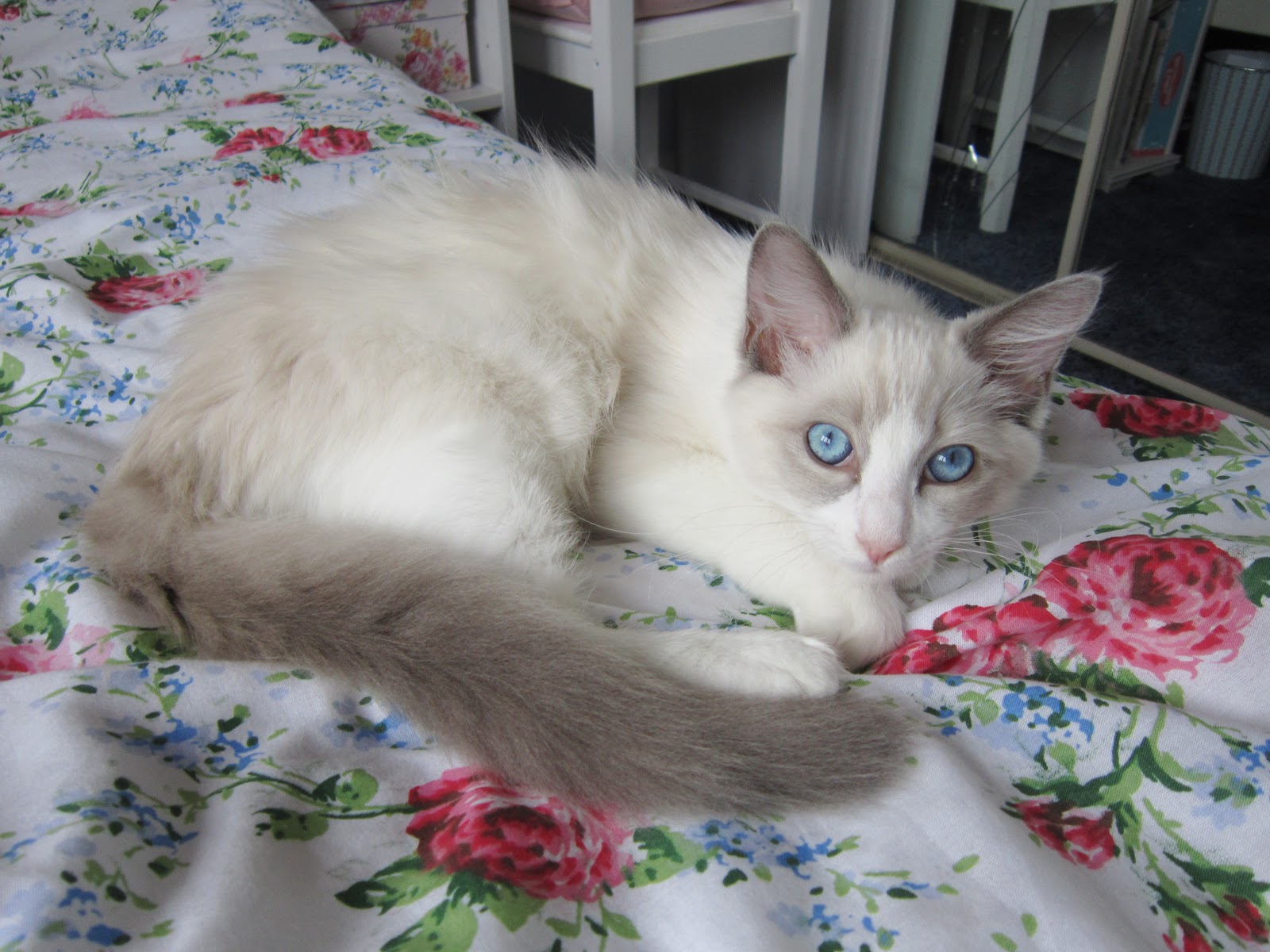 Say Hello to my New Ragdoll Kitten - Merlin! ♥ - Victoria's Vintage ...