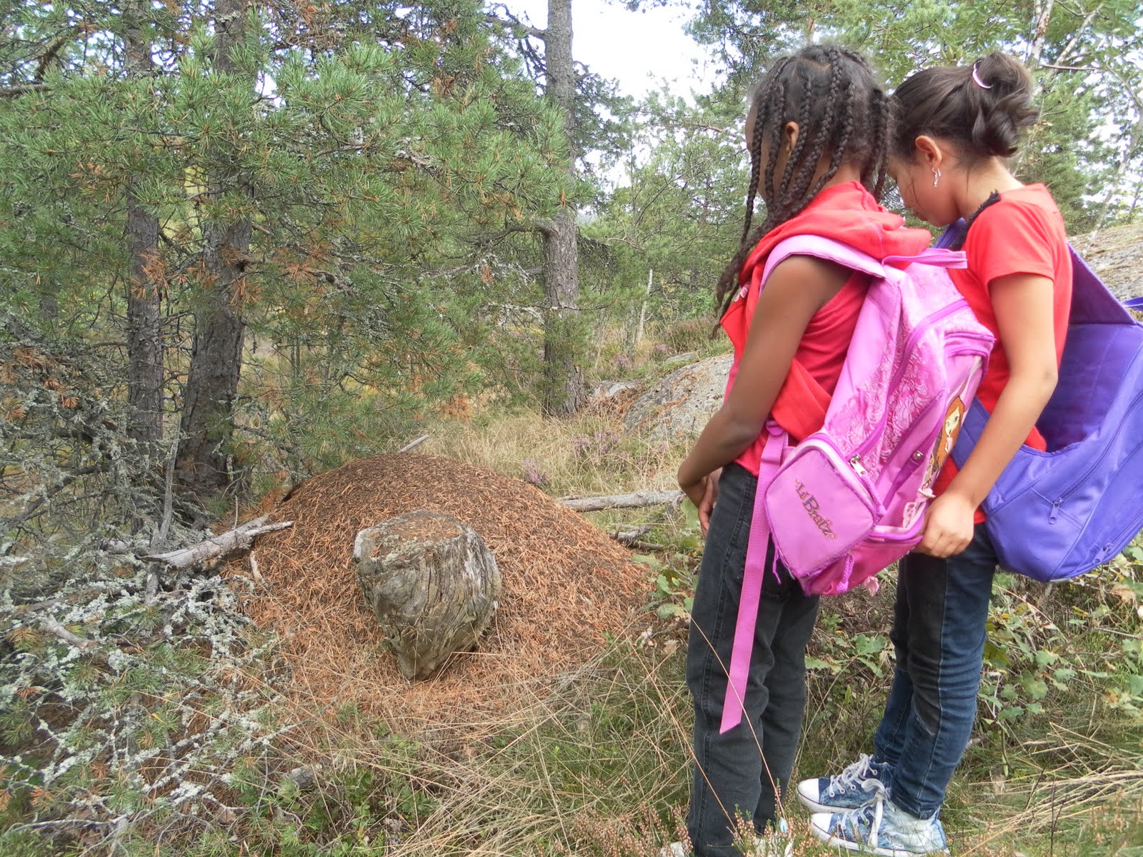 Klass 1A Slättgårdsskolan: Vi letar myrstackar!