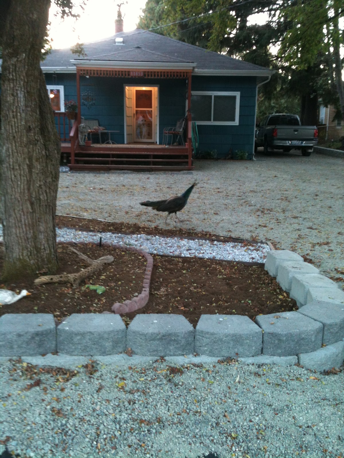 Several Gardens Farm: The phantom pea hen